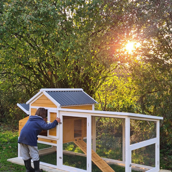 Avec ou sans enclos : bien choisir son poulailler