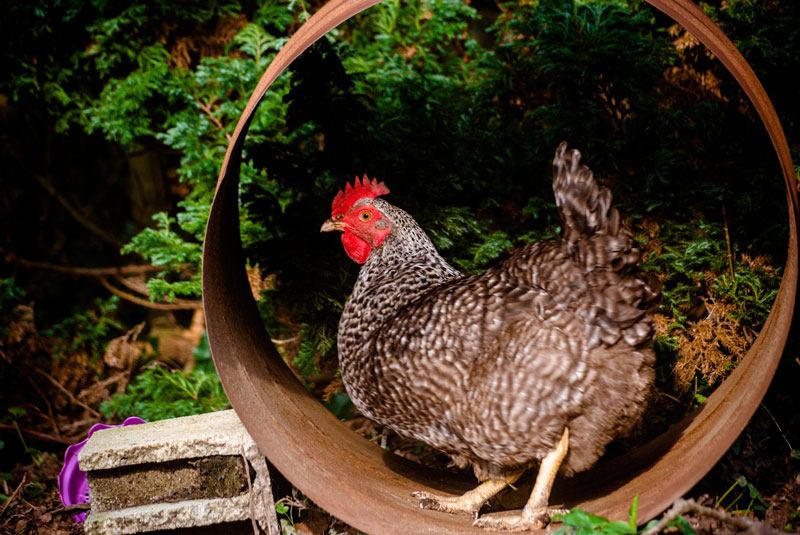 Quelles Poules Pondeuses Dans Son Poulailler quelles-poules-pondeuses-dans-son-poulailler